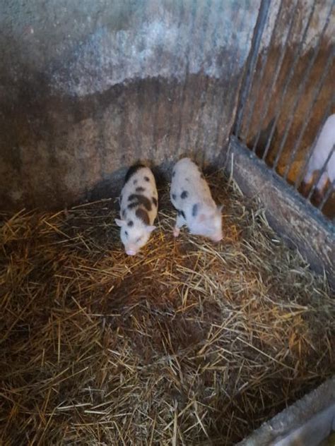 Mini Ameriški Pujs Samicka