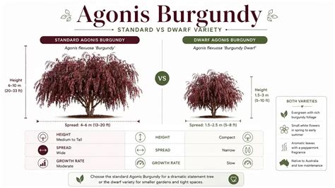 Agonis Burgundy Tree 8 Essential Care And Growth Facts Greenery Inside
