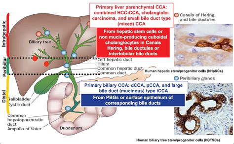 Bragazzi Ridola Safarikia Matteo Costantini Nevi And Cardinale