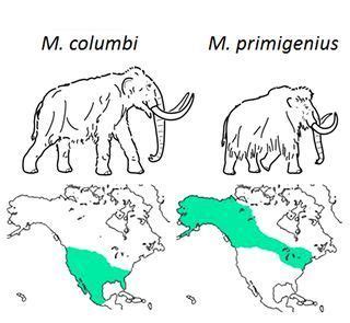 Range Maps Of Columbian And Woolly Mammoths American Mammoth Mammoth