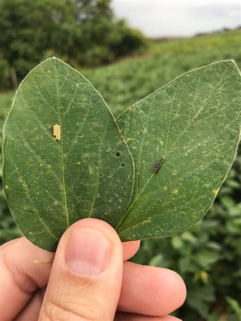 Bugs Biocontrol Damage And Life Cycle