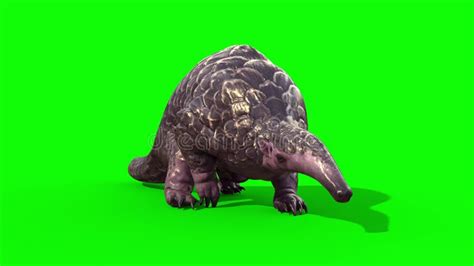 pangolin walkcycle green screen loop 3d rendering animation 4k stock