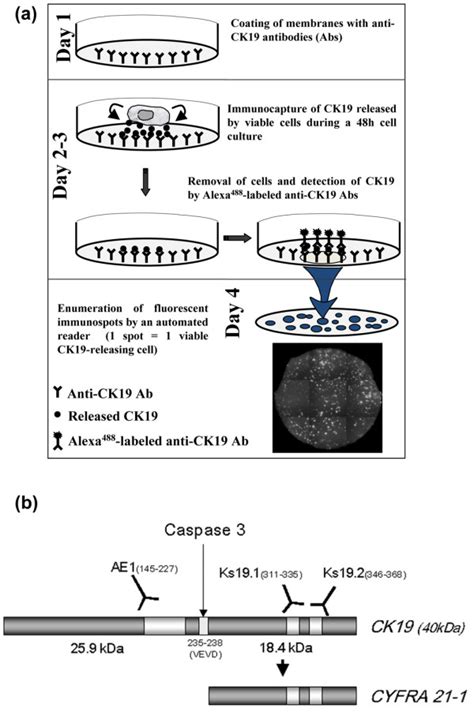 Detection Of Ck19 Protein A Ck19 Epispot Assay Procedure Day 1 The
