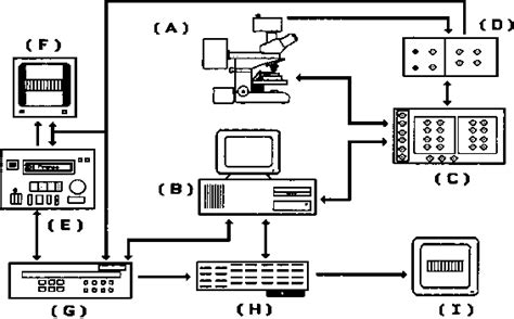 Figure 1 From Imaging Of Calcium Transients In Skeletal Muscle Fibers