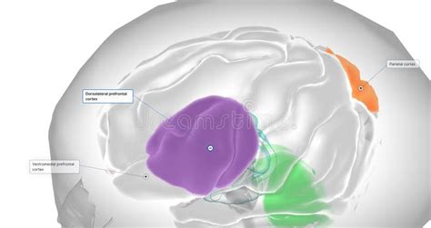 The Prefrontal Cortex Brain Stimulation Stock Illustration