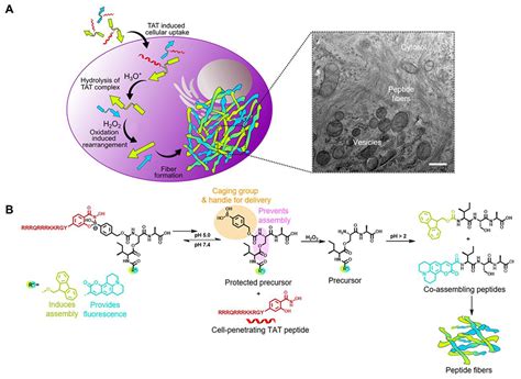 Ph Responsive Self Assembling Peptide Based Biomaterials Designs And Applications Pmc