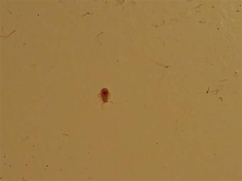 Bed Bug Nymph R Bedbugs