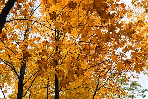 Deciduous Trees Biology Simple