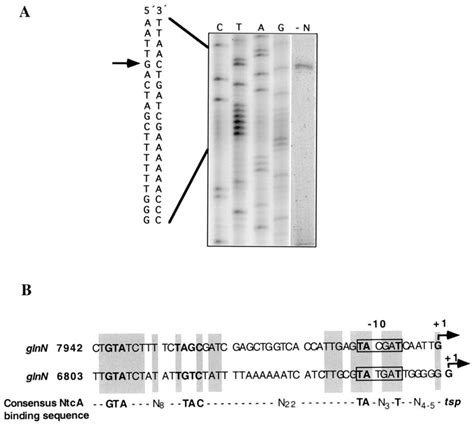 A Primer Extension Analysis Of The Glnn Promoter Region From Rna