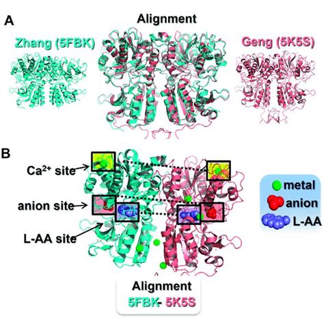 Identification Of Ionic Binding Sites In The Car Extracellular Domain