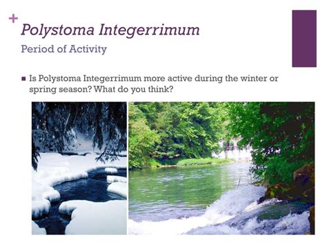 Ppt Polystoma Integerrimum The Monogenetic Trematode Powerpoint