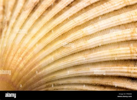 Closeup Of Scallop Seashell Conch Tribbing Is Based On The Lower Left Edge Of The Photo Stock