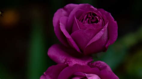 Purple Roses In Landscaping Guide And Ideas Roses Victoria