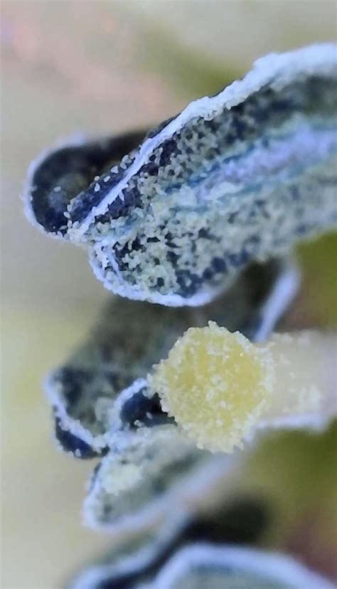 More Flowers Under Microscope Venezuelan Hot Pepper Rpeppers
