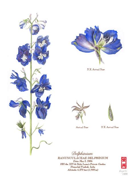 Delphinium Botanical Plant Identification Illustration