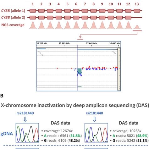 Identification Of A Heterozygous Cybb Exon 13 Deletion And Skewed X Download Scientific Diagram