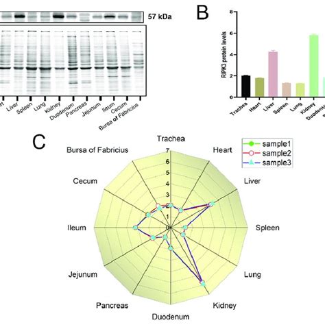 Expression Levels Of Ripk3 Protein In Different Organs Of 28 Day Old