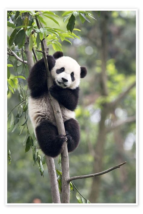 Panda Bear Sitting On A Tree Branch Adorable Panda Photography Cute