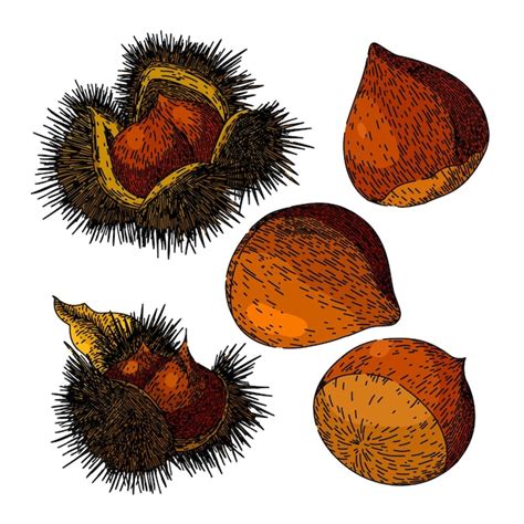 Premium Vector Chestnut Set Hand Drawn Chestnut Food Season Nut Shell
