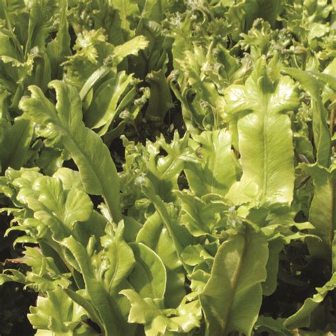 Asplenium Scol Cristata