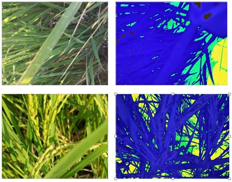 Rice Plant Disease Detection And Diagnosis Using Deep Convolutional
