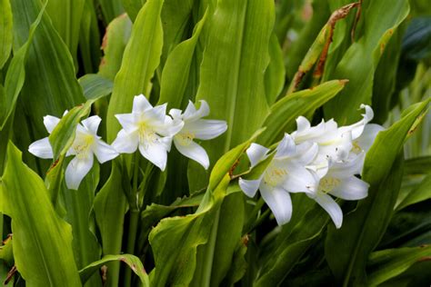 Protecting Water With Plants A How To Guide For Swfl Homeowners