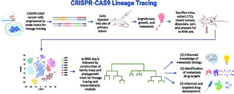 Generalized Workflow For Dynamic Lineage Tracing Phylogenetic Tree Download Scientific Diagram