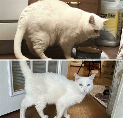 30 Heartwarming Fat Cat Weight Loss Transformations
