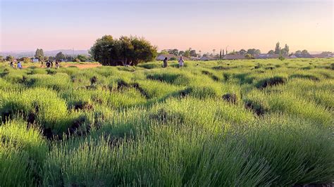 123 Farm Lavender Festival