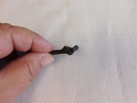 Turtle Scapula Fossil Fossils And Artifacts For Sale Paleo Enterprises