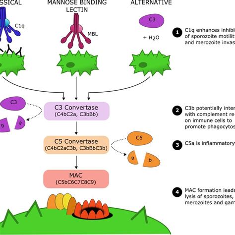 Naturally Acquired Human Antibodies Can Fix And Activate Complement Download Scientific Diagram