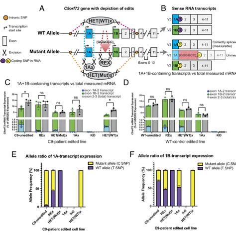 Somatic Cell Genome Editing Consortium On Linkedin Genetherapy Crispr