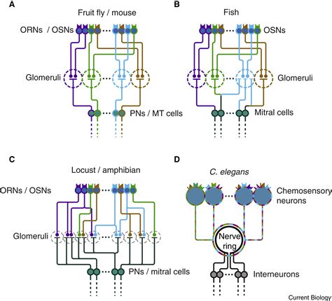 Olfactory Coding Current Biology