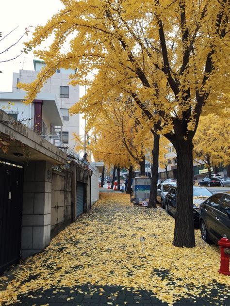 수능 한파도 비껴간 가을 날씨~~ 이번 가을은 꽤 길다 수북히 쌓인 낙엽을 밟고 지나갈 때의 느낌이 좋다 일하다가 외근 나갈때면 날씨 때문에 다른데로 새고 싶다는 생각에