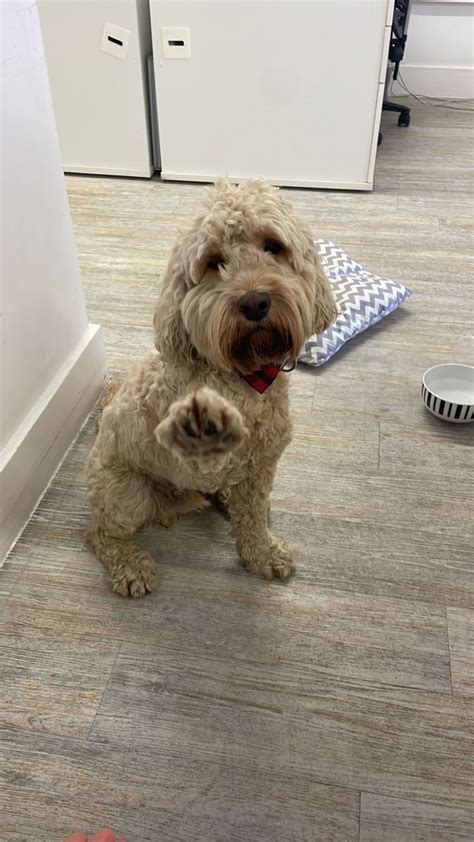 Ellie Slack On Linkedin Freddie Cockapoo Socialcare Healthcarecareers