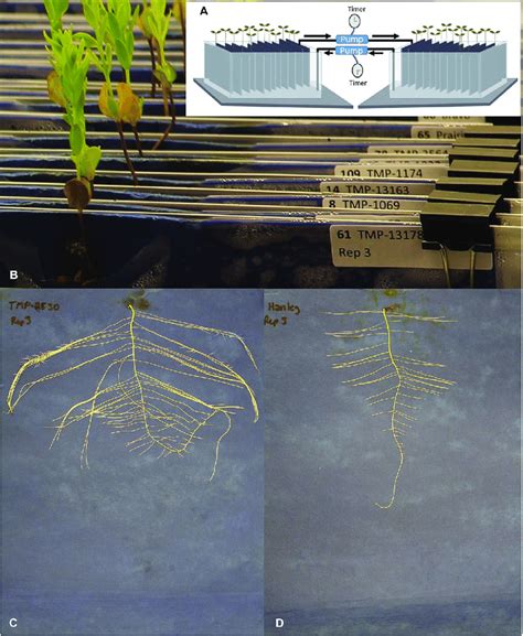 Early Root Phenotyping Experiment Set Up And Representative Root