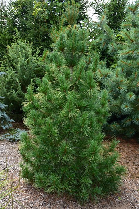Columnar White Pine Pinus Strobus Fastigiata In Inver Grove Heights Minnesota Mn At Gertens