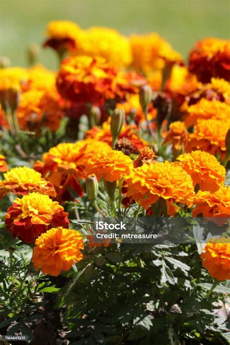 오렌지 아프리카 메리 골드 꽃으로 심어 화단 테두리여름 정원 공원의 이미지 연간 꽃 메리 골드 는 오렌지 꽃 잎 꽃 봉오리 잔디 잔디 잔디 성장 전체 태양에 의해 침구