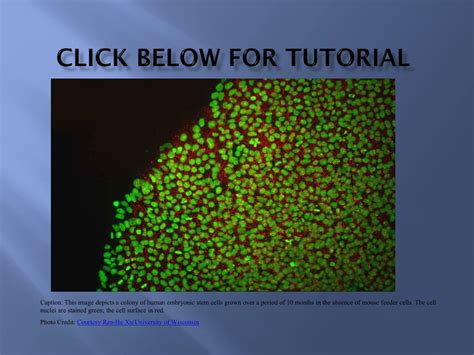 PPT Stem Cells PowerPoint Presentation Free Download ID 5365928