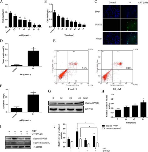 Art Caused Fibroblast Apoptosis A Dose Dependent Effects Of Art On Download Scientific Diagram