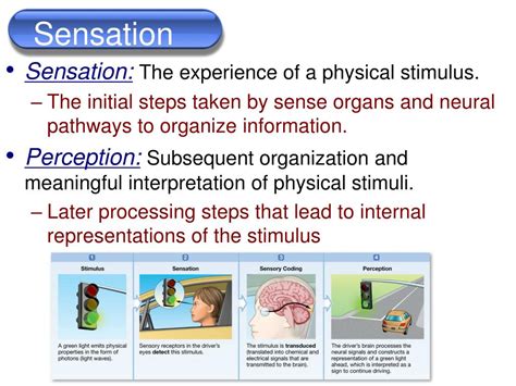 Perception Meaning