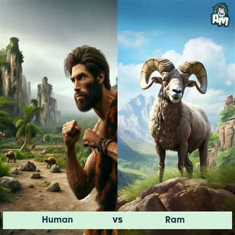 Ram Predator Prey Interactions Fights And Aggressive Behaviors