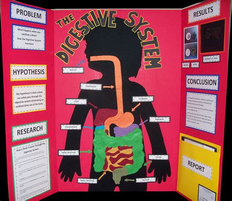 Pin By Naomie Tate On Elementary School Projects Science Fair Science Fair Projects Kinder