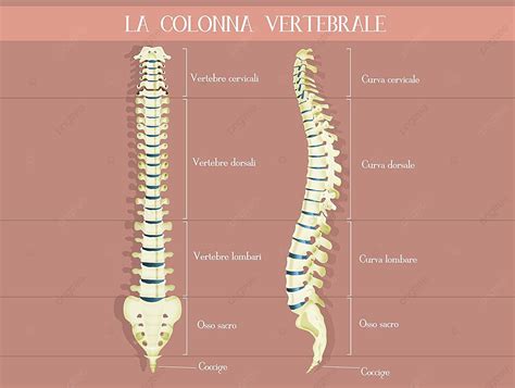 Vertebral Column Labeled