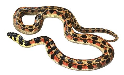 Adw Rhabdophis Tigrinus Pictures