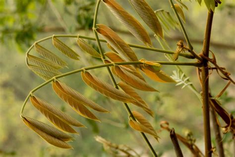 Derris Eflora Of India