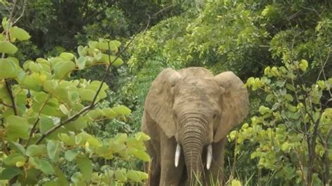 The Three National Parks Of Togo Go Volunteer Africa