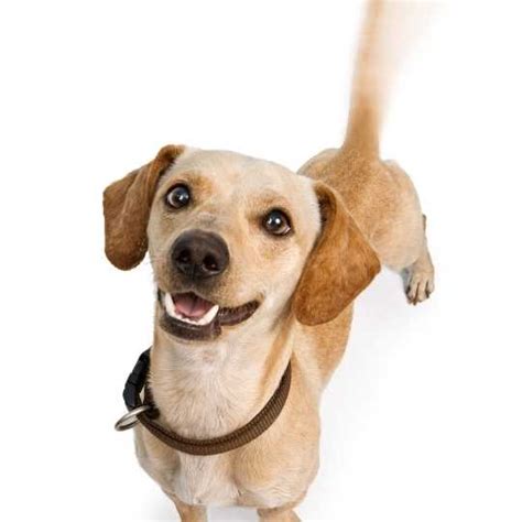 Chihuahua Con Salchicha Descubre Al Chiweenie