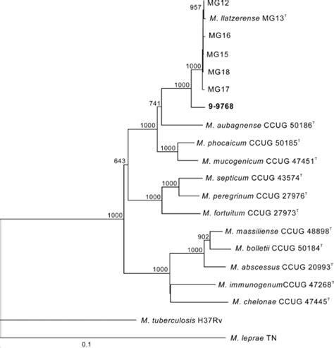 phylogenetic tree based on concatenated analysis of six partial