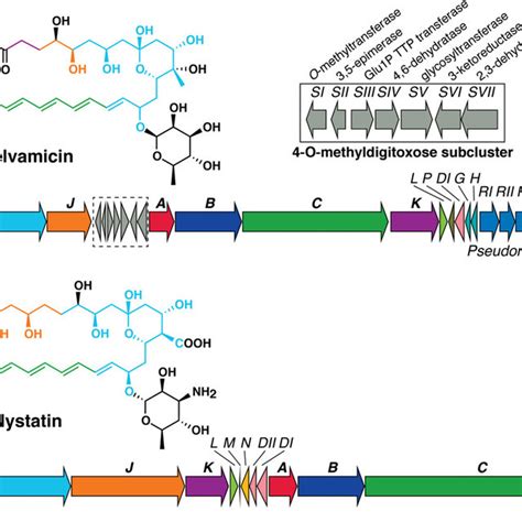 Nystatin And Selvamicin Bgcs Polyketide Synthase Genes Are Labeled Download Scientific Diagram